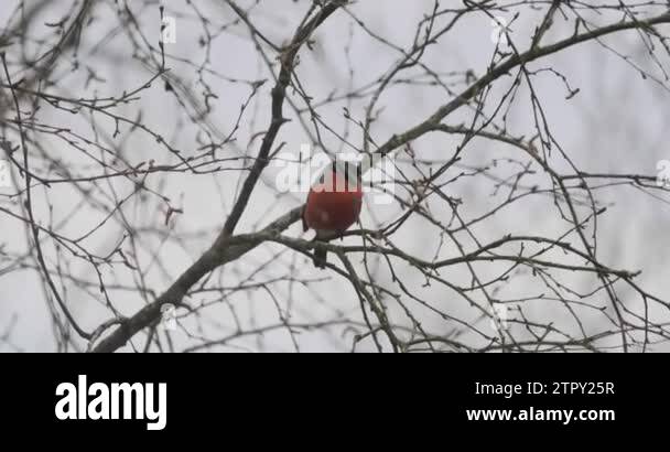 Bird of bullfinch on the branches of mountain ash in winter. Video 4k ...