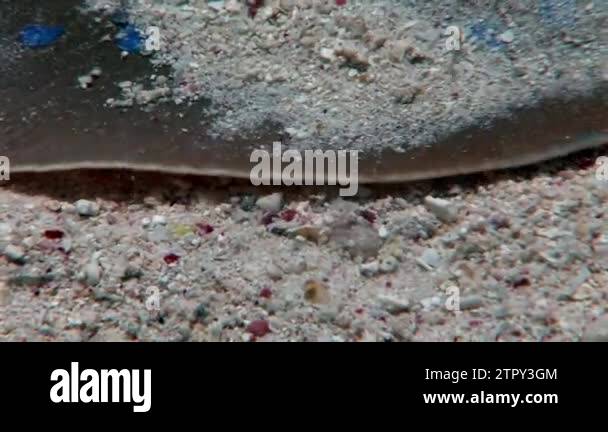 Bluespotted stingray Taeniura Lumma hiding in sand underwater Red sea ...
