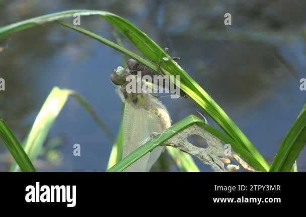 Birth of insect Stock Videos & Footage - HD and 4K Video Clips - Alamy