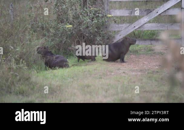 family of greater capybara, Hydrochoerus hydrochaeris, is the largest ...