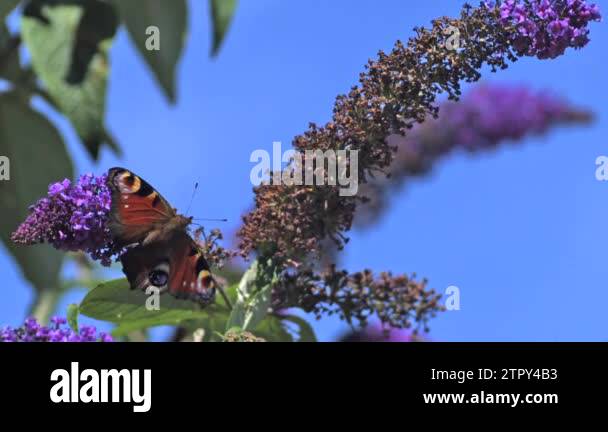 Peacock Butterfly Taking off from Buddleja Stock Video Footage - Alamy