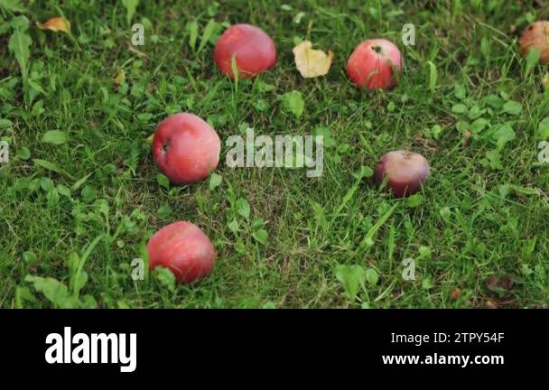 Rotting fruits Stock Videos & Footage - HD and 4K Video Clips - Alamy