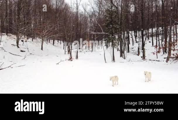 Wolf three wolves in Stock Videos & Footage - HD and 4K Video Clips - Alamy