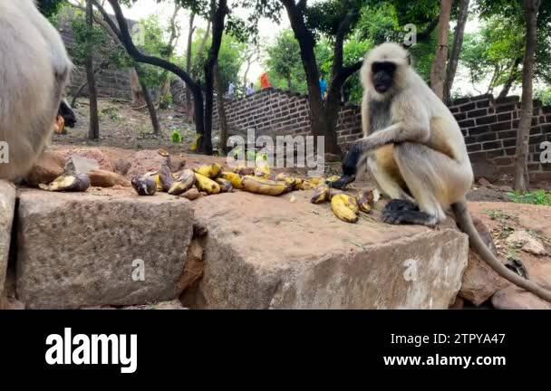 Monkey in urban city Stock Videos & Footage - HD and 4K Video Clips - Alamy