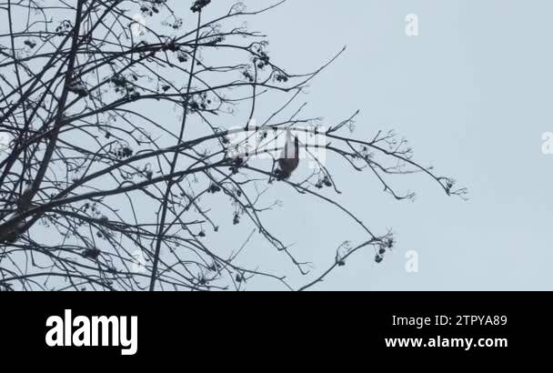 Ash color bird Stock Videos & Footage - HD and 4K Video Clips - Alamy