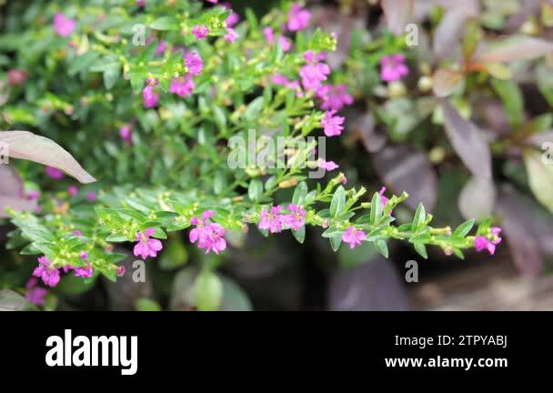 False hedge Stock Videos & Footage - HD and 4K Video Clips - Alamy