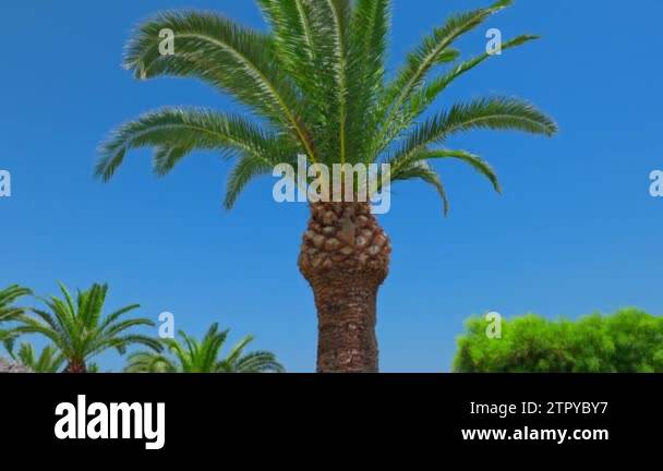 Top view date palm tree Stock Videos & Footage - HD and 4K Video Clips ...