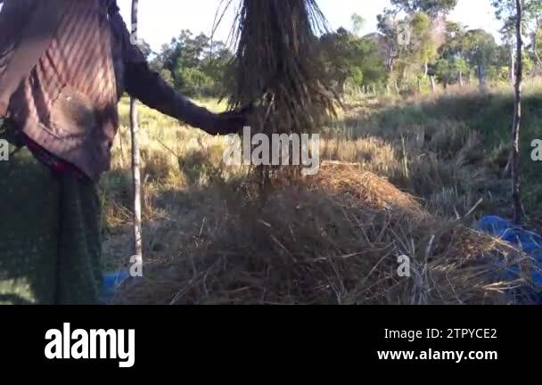 Farmers harvest thresh hand Stock Videos & Footage - HD and 4K Video ...