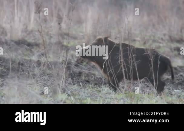 Sanglier wild boar leaf Stock Videos & Footage - HD and 4K Video Clips ...