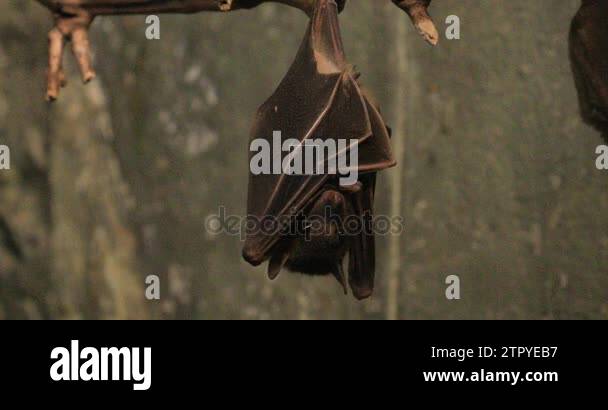 Roosting bat Stock Videos & Footage - HD and 4K Video Clips - Alamy