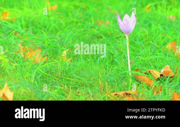 Colchicum is genus of perennial flowering plants containing around 160 ...