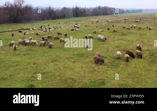 Woolly animals Stock Videos & Footage - HD and 4K Video Clips - Alamy