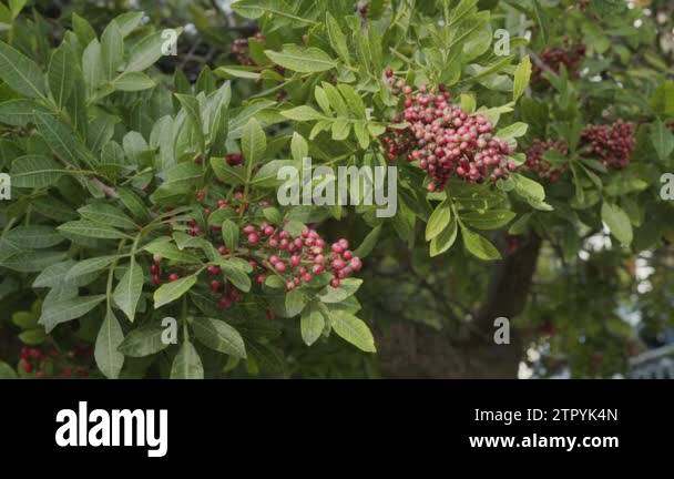 Pink pepper growing on the Brazilian pepper tree - Schinus ...