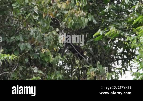 Lucifer Titi or Yellow handed Titi Monkey, Callicebus lucifer, climbing ...