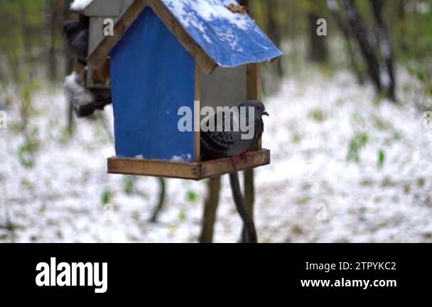 Manger house Stock Videos & Footage - HD and 4K Video Clips - Alamy