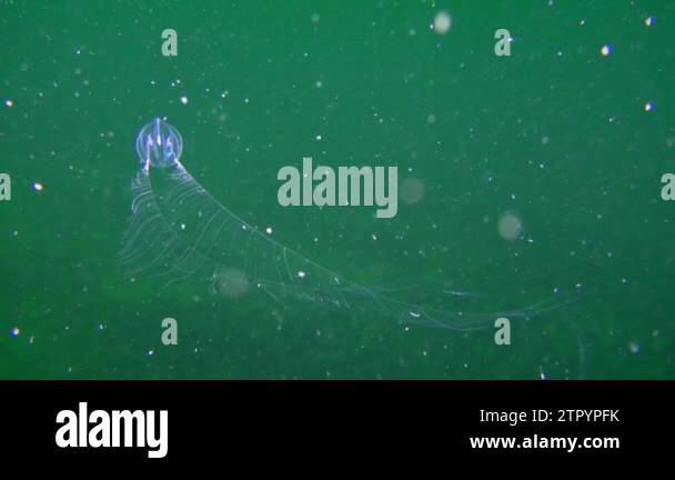 Sea gooseberry jellyfish pleurobrachia Stock Videos & Footage - HD and ...