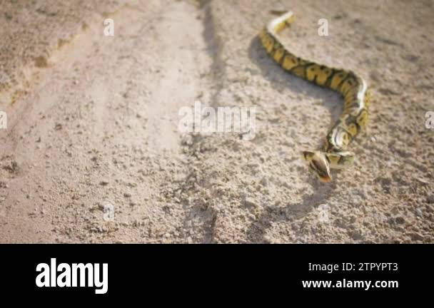 Closeup to the camera in the middle of nature through the sand the ...