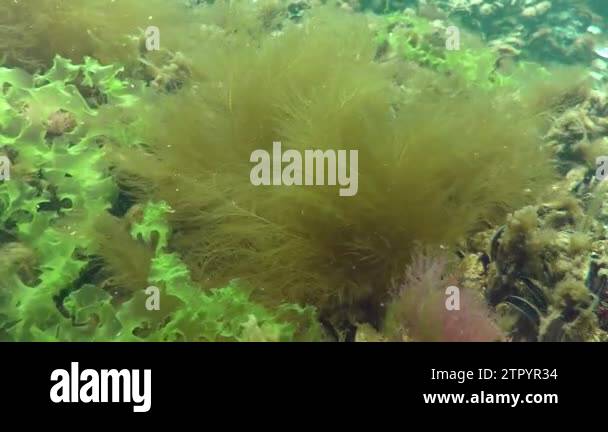 Brown algae phaeophyceae green algae Stock Videos & Footage - HD and 4K ...