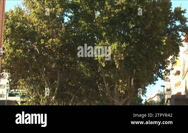 Pan from up in trees to down on busy street in Spain Stock Video ...