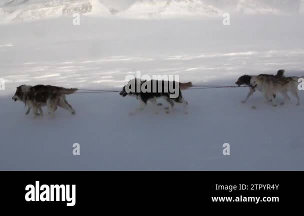 People expedition on dog sled team husky Eskimo road of North Pole in ...