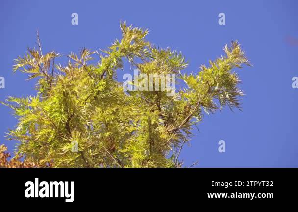 Grevillea robusta, commonly known as southern silky oak, silk oak or ...
