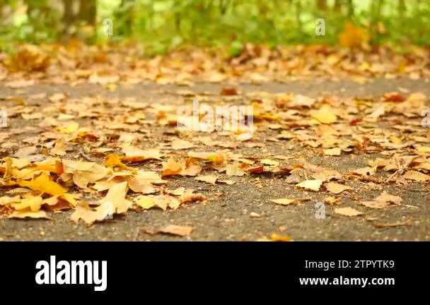 Pathway in park, birch, beeches and maples leaves on the ground ...