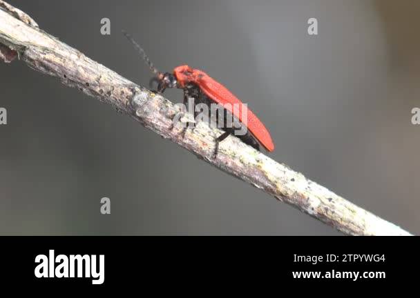 Insect Macro. Longhorn family Cerambycidae Beetle tries to fly from ...
