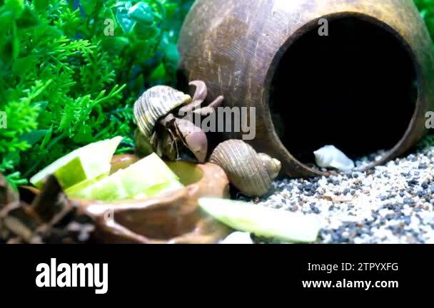 Animal Videography. Animal Close up. Time lapse Footage of Purple Hermit Crab (Coenobita ...
