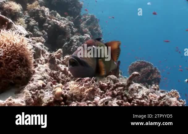 Triggerfish underwater Stock Videos & Footage - HD and 4K Video Clips ...