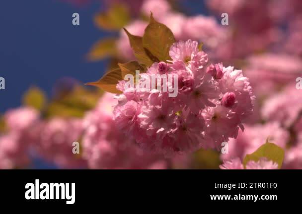Japan cherry tree Stock Videos & Footage - HD and 4K Video Clips - Alamy