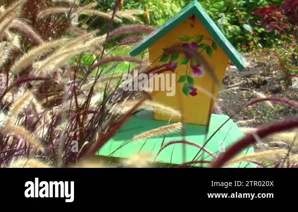 Birdhouse and nature Stock Videos & Footage - HD and 4K Video Clips - Alamy