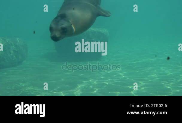 Earless Seals Are Moving and Waving Their Fins Seals Are Circling and ...