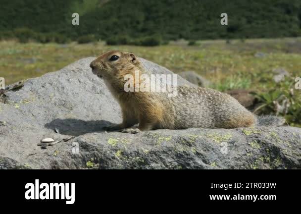 Arctic ground squirrel on Stock Videos & Footage - HD and 4K Video ...