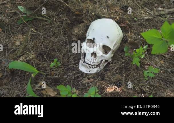The human skull lies in the forest, and the flies crawl on it in the ...