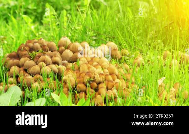 Coprinellus micaceus is common species of fungus in family ...