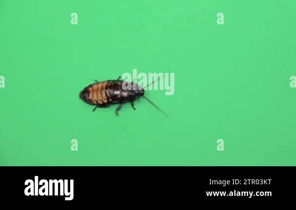 Madagascar cockroach crawls . Green screen. View from above. Slow ...