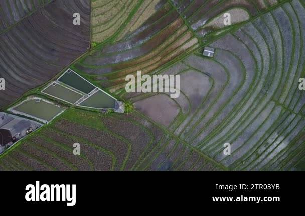 Rice fields, agriculture, view of the fields from the air, aerial view ...