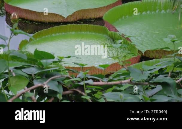 The giant water lily Stock Videos & Footage - HD and 4K Video Clips - Alamy