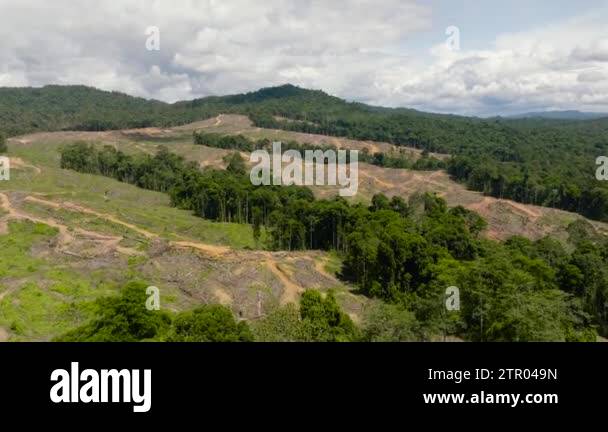 Rainforest cut down to make way for oil palm plantations. Deforestation ...
