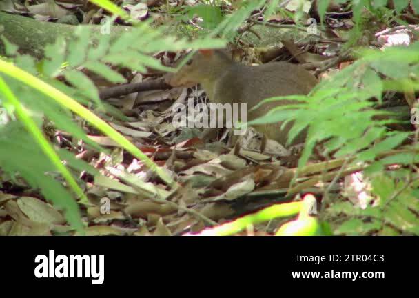A brown rodent stands on the dead-leaf covered ground. It was chewing ...