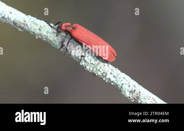 Insect Macro. Longhorn family Cerambycidae Beetle tries to fly from ...