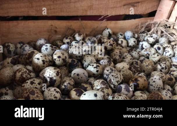 Beige white spotted quail Stock Videos & Footage - HD and 4K Video ...