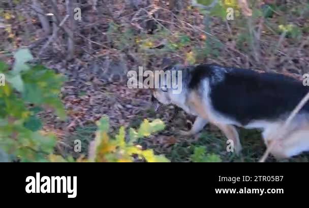 Shepherd and mouse Stock Videos & Footage - HD and 4K Video Clips - Alamy
