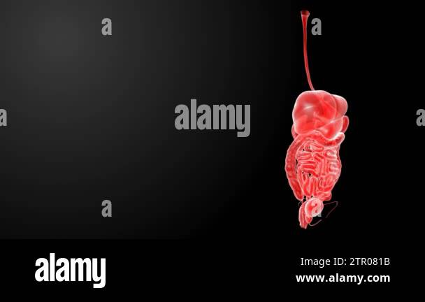 The human digestive system Stock Videos & Footage - HD and 4K Video ...