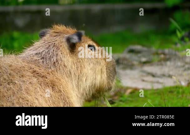 Capybara (Hydrochoerus hydrochaeris) is large rodent of genus ...