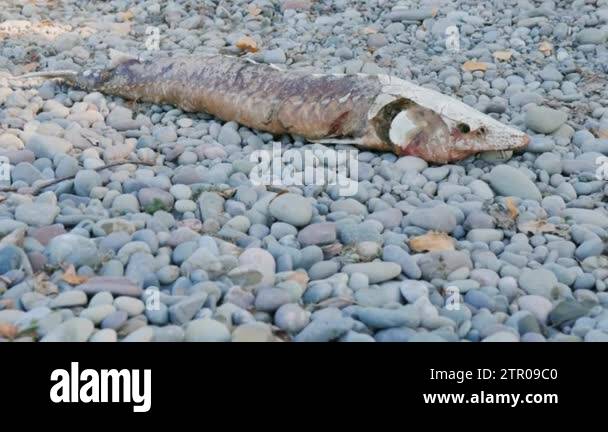 Lake sturgeon fish Stock Videos & Footage - HD and 4K Video Clips - Alamy