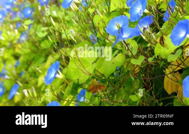 Ipomoea Heavenly Blue. Ipomoea is largest genus in flowering plant ...