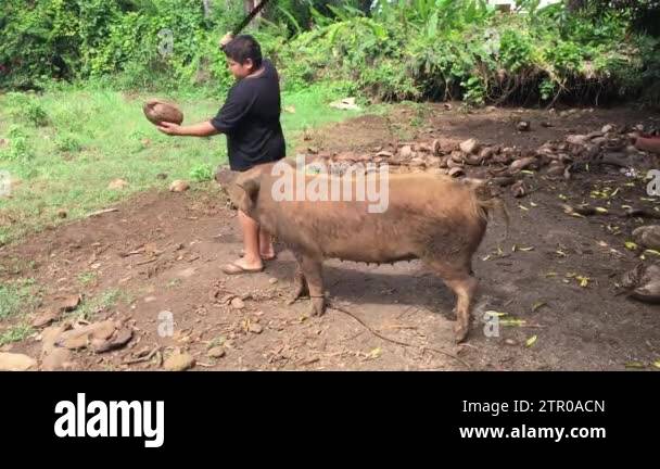 Cook Islander farmer feeds a domestic pig in Rarotonga, Cook Islands ...