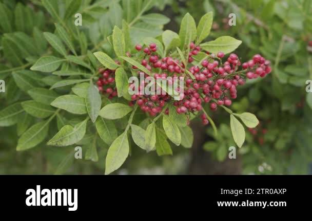 Pink pepper growing on the Brazilian pepper tree - Schinus ...