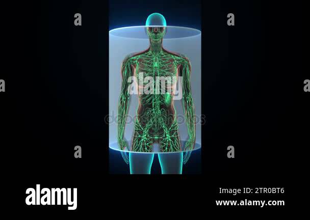 Female human body shape Stock Videos & Footage - HD and 4K Video Clips ...